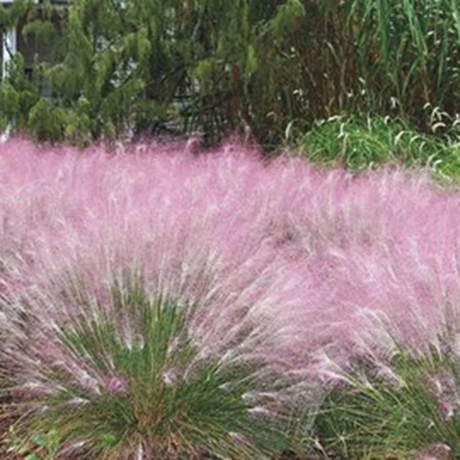 Amazon.com : QAUZUY GARDEN 100 Purple Lovegrass Eragrostis Spectabilis ...