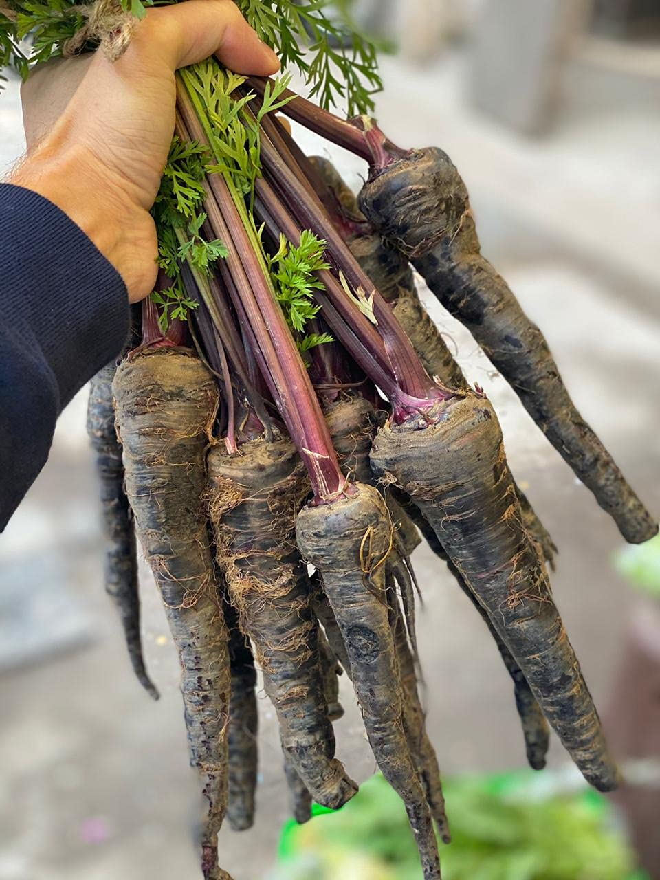 Mahaluxmi Seeds-Black Carrot Seed-Kaali Gajar Beej- Pack of 300seeds ...