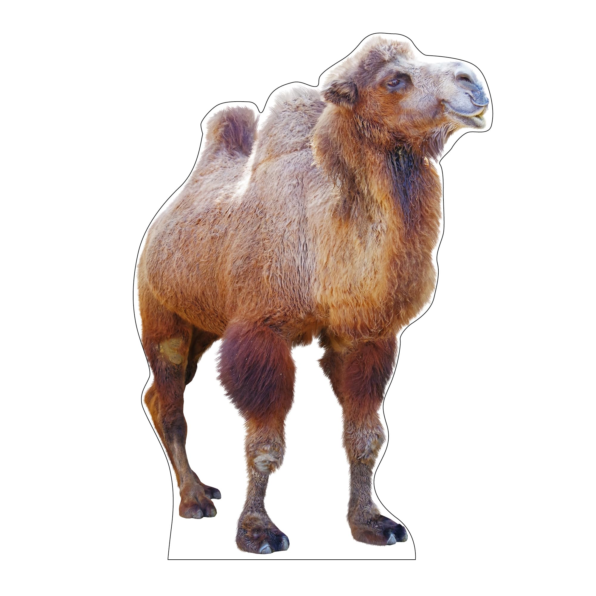 Amazon.com: Life Size Cardboard Cutout Standup | Waterproof | Animals ...