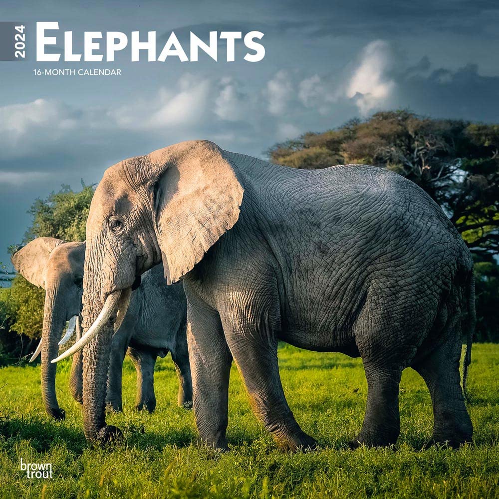Elephants | 2024 12 x 24 Inch Monthly Square Wall Calendar | BrownTrout ...