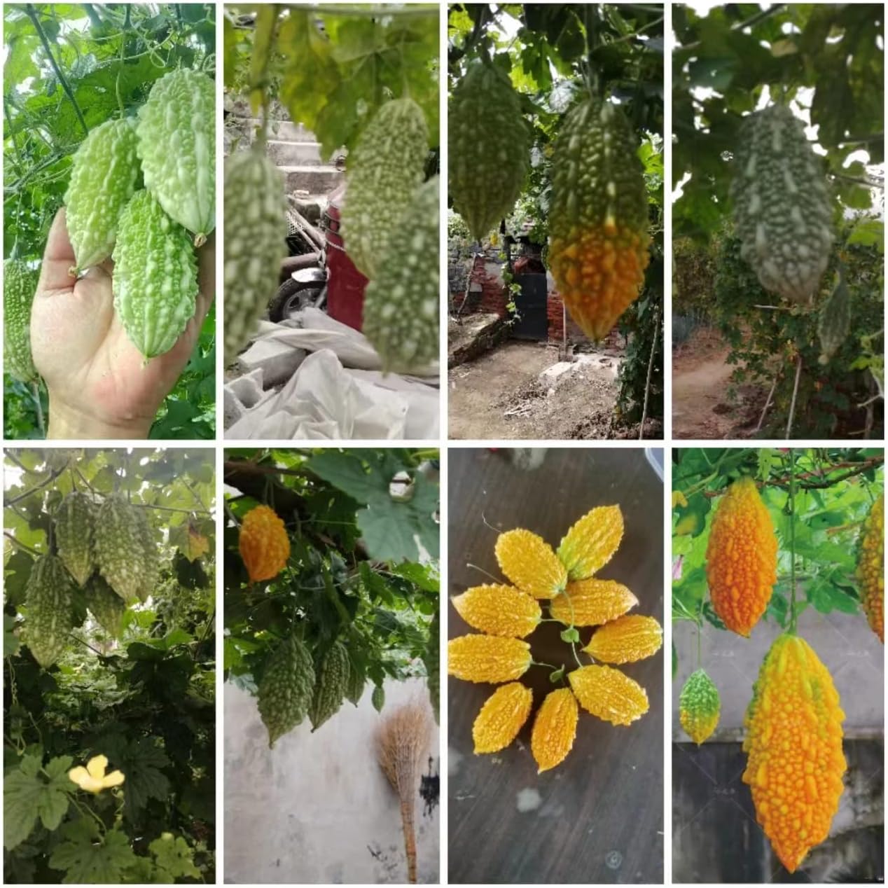 Non GMO 20 Seeds, Mini Bitter Gourd Seeds Bitter Melon Seeds for ...