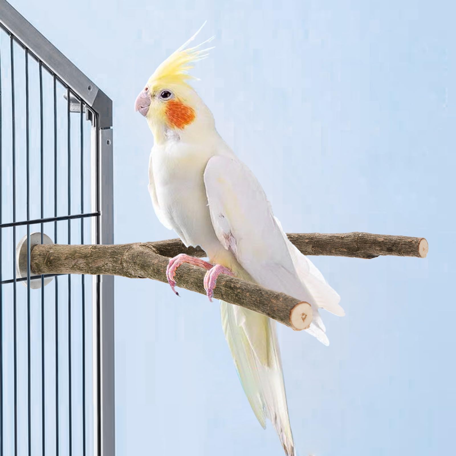 Snapklik.com : Set Of 8 Natural Wood Bird Perches, Bird Parrot Stand ...