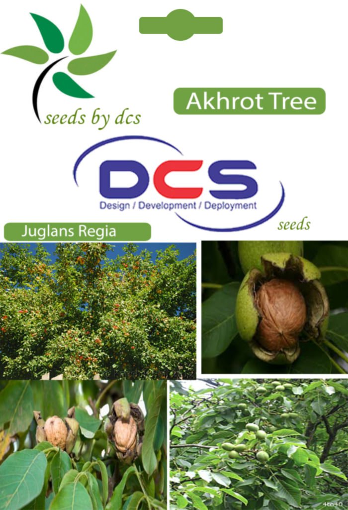 DCS Akhrot Seeds (White) : Amazon.in: Garden & Outdoors