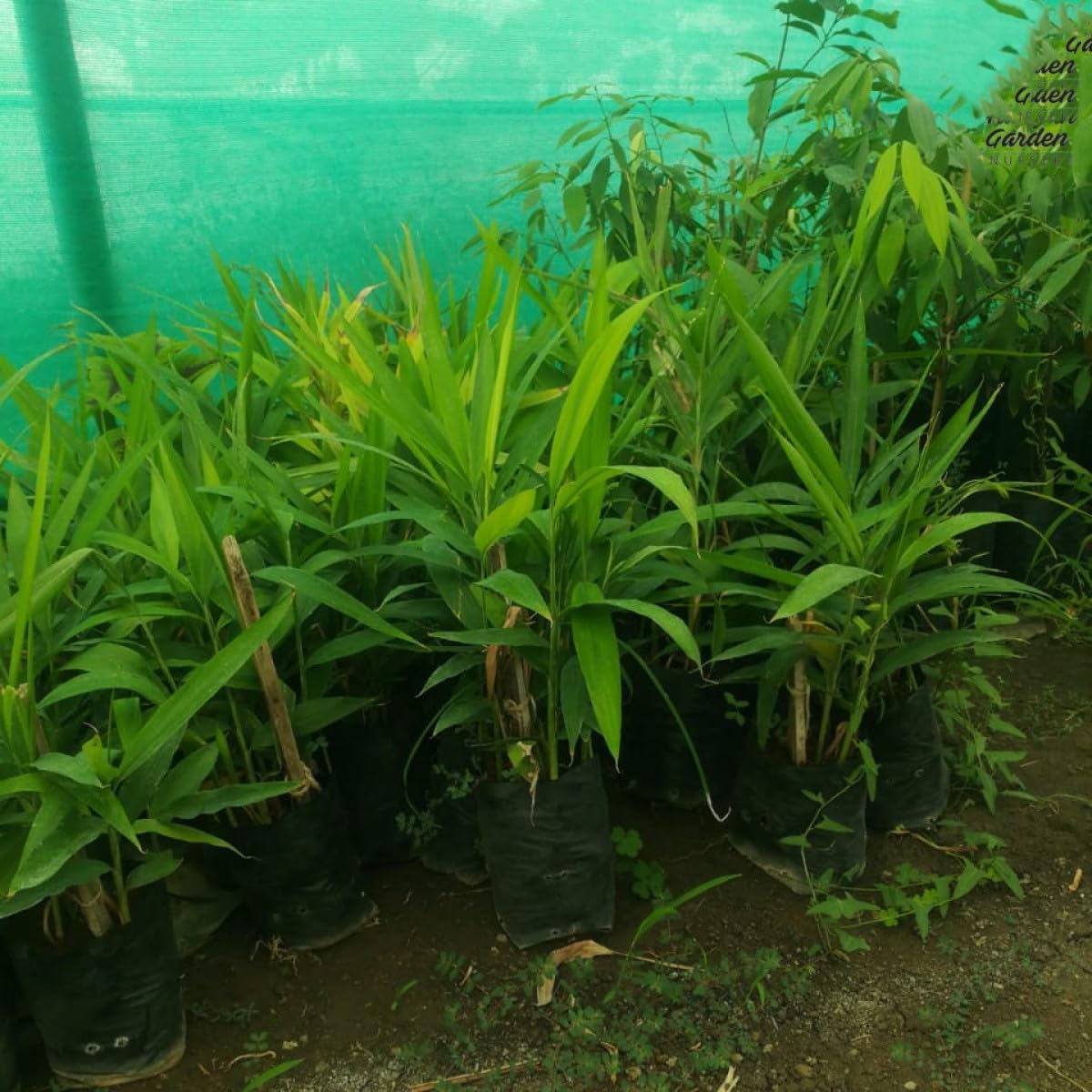 ARIYA Live Plant Cardamom Choti Elaichi Spice Plants Hybrid Elaichi ...