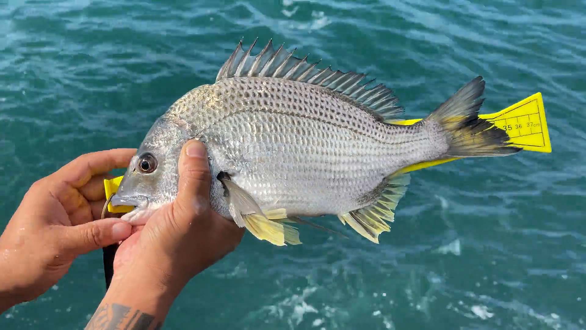 Watch PAPAZOO Fish Ruler / Fish Measuring Board on Amazon Live