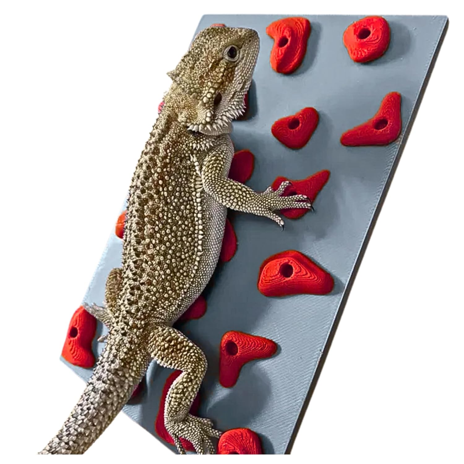 Amazon.com: Miniature Reptile Rock Climbing Wall – Enclosure Enrichment ...