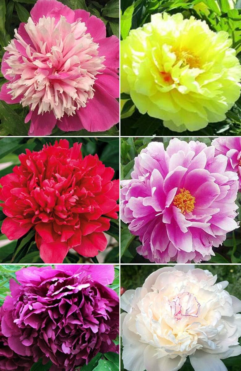 Amazon.com : 20+ Mixed Peony Flower Seeds Double Beautiful Perennial ...