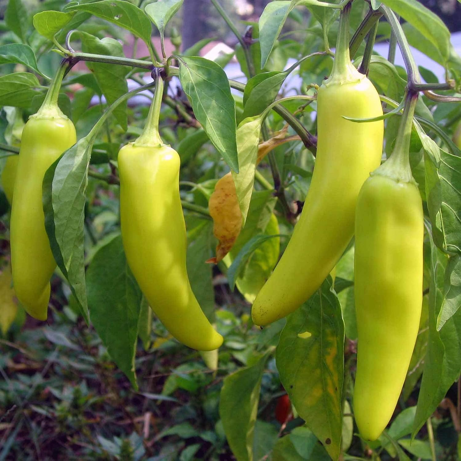 Portal Cool Sri Lankan Capsicum/Banana Pepper Seeds 100 Pcs*1 : Amazon ...