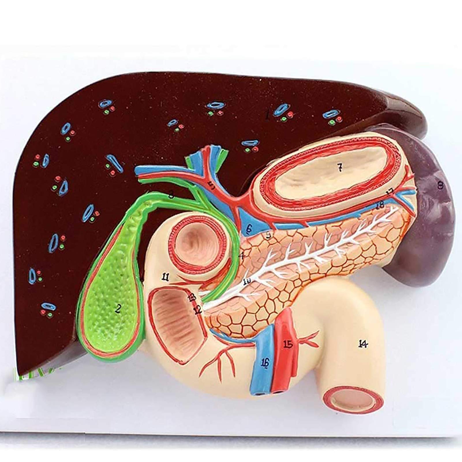 Buy N \ A Human Digestive System Model-Life-Size Anatomical Model Of ...
