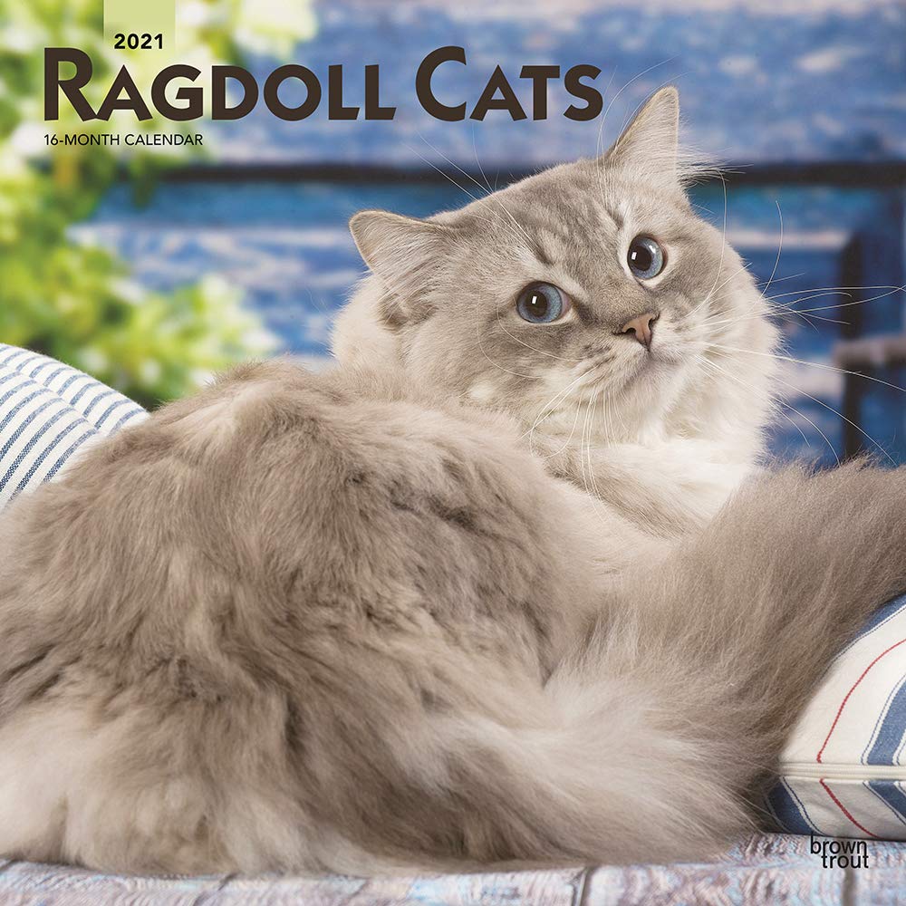 Ragdoll Cats 2021 12 x 12 Inch Monthly Square Wall Calendar, Animals Cat Feline: Browntrout ...