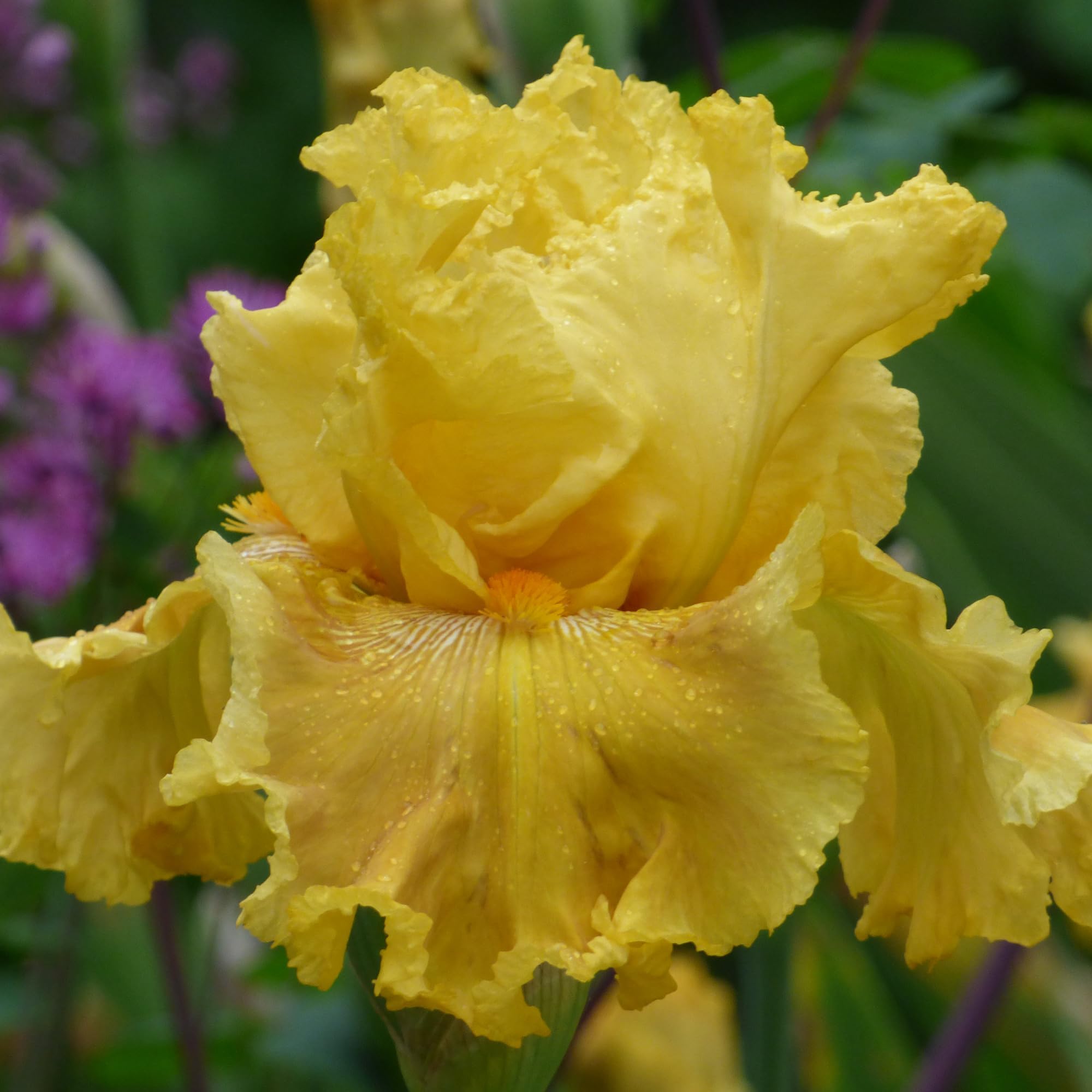 Amazon.com : Beautiful Flowering Perenials, Reblooming Iris, Bearded ...