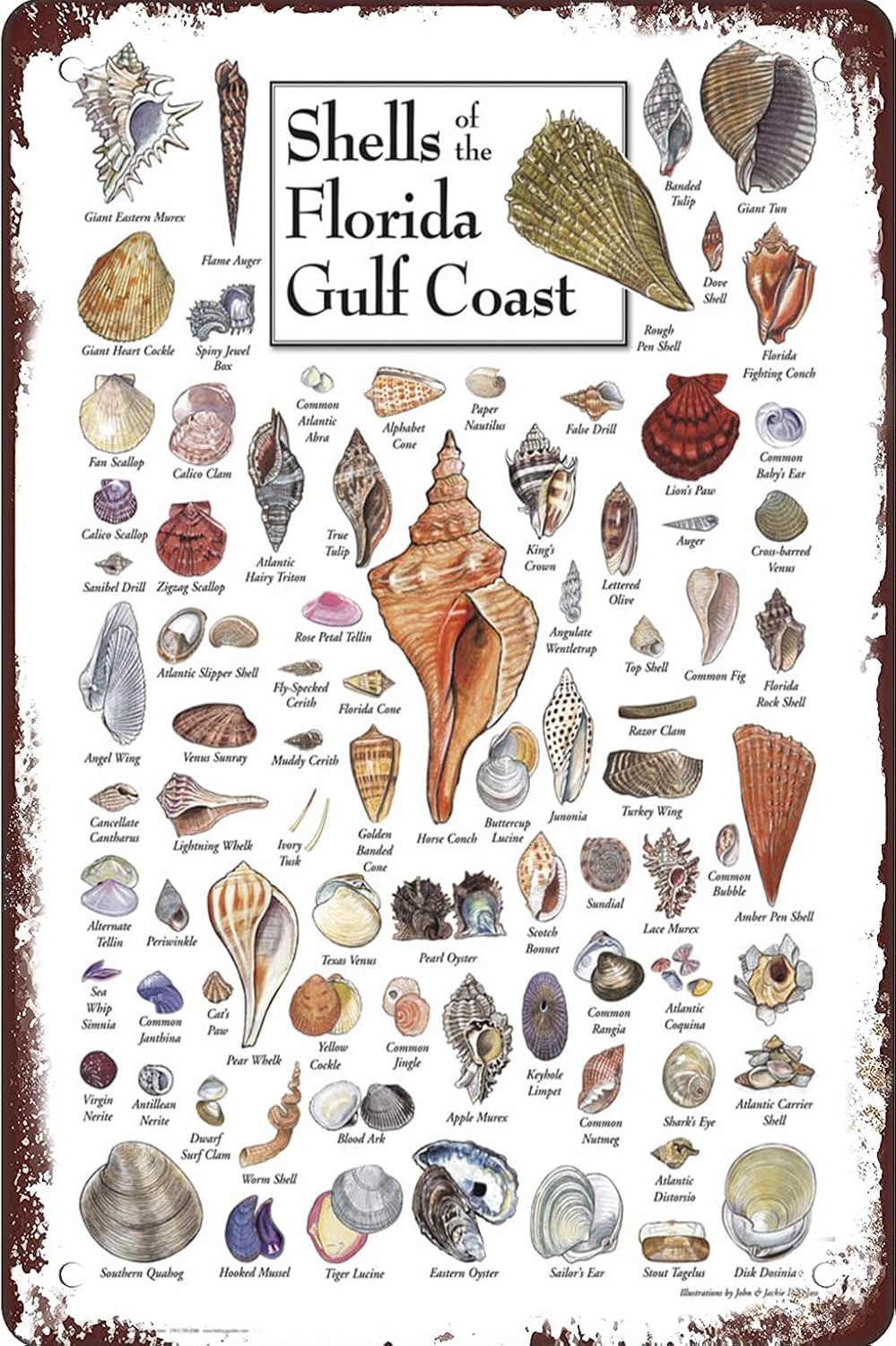 Amazon.com: Shells of the Florida Gulf Coast Vintage Metal tin Sign Art ...