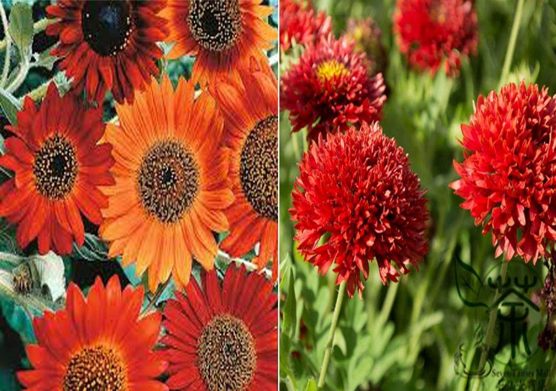 Sunflower Earthwalker (Hybrid) and Gaillardia Double Red Seed (Pack Of ...