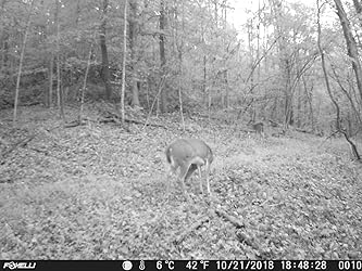 Amazon.com: Foxelli Trail Camera – 14MP 1080P Full HD Wildlife Scouting ...