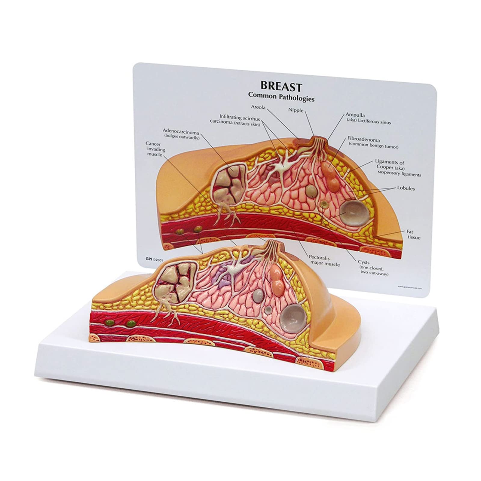 Buy Wsxka Cross Section Model Female Profile Structure Anatomical