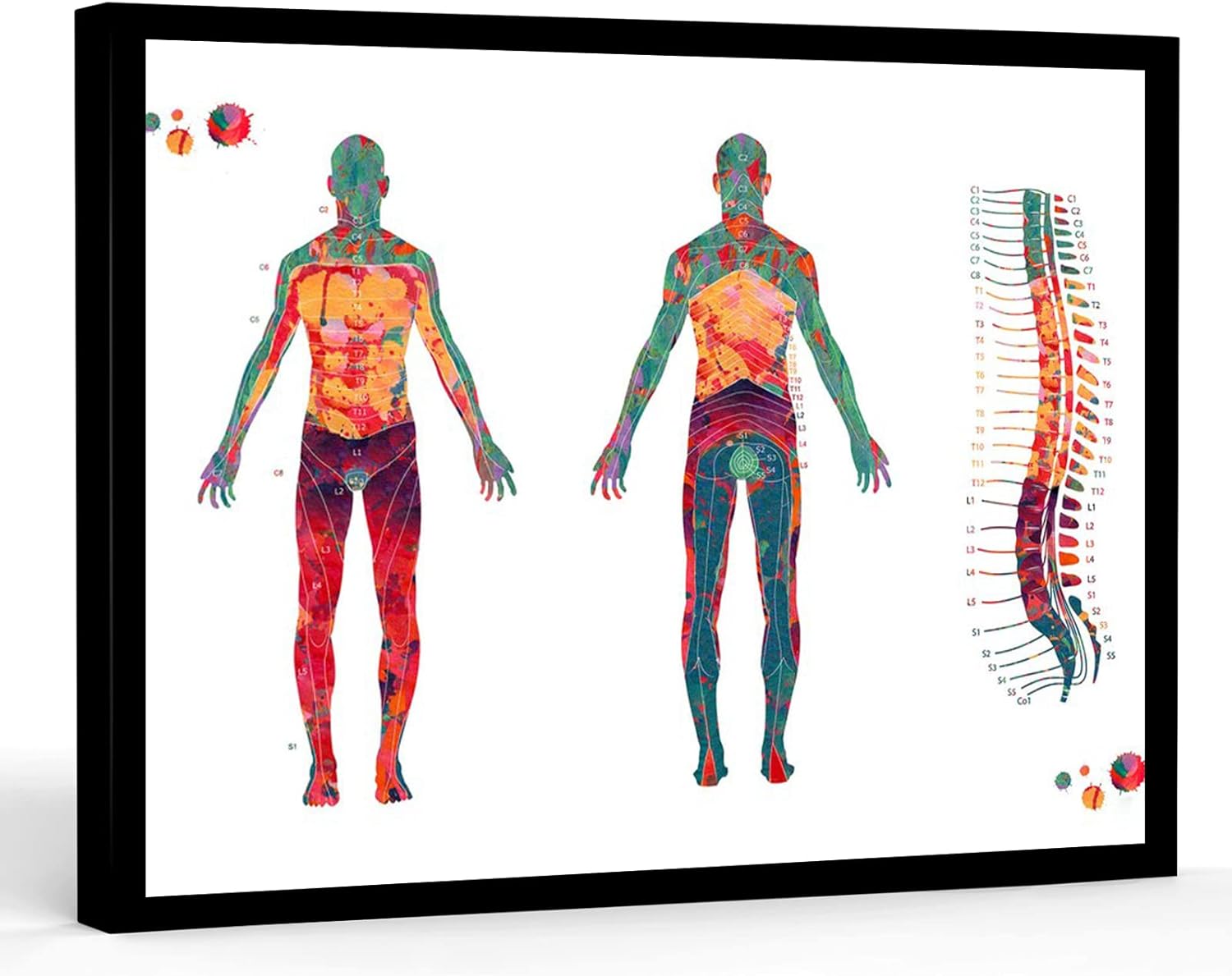 Amazon.com: Wall Decorations for Bedroom Dermatome Map Watercolor Print ...