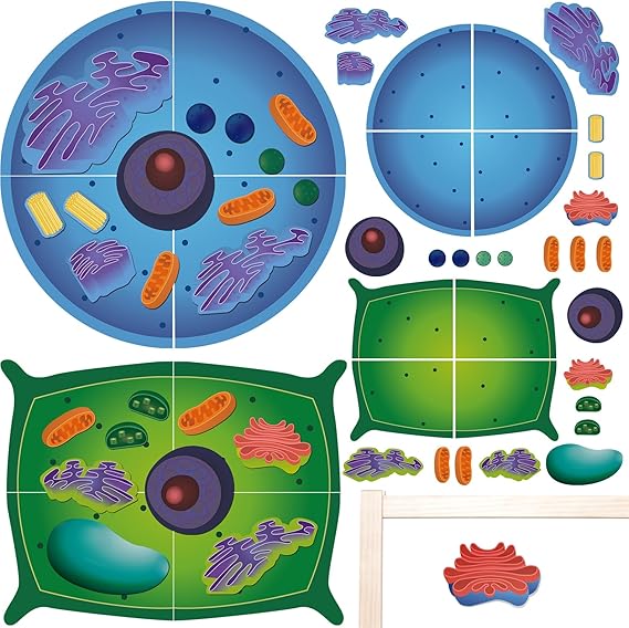 Amazon.com: VercanMonth 2 Set Magnetic Animal and Plant Cell Anatomy ...
