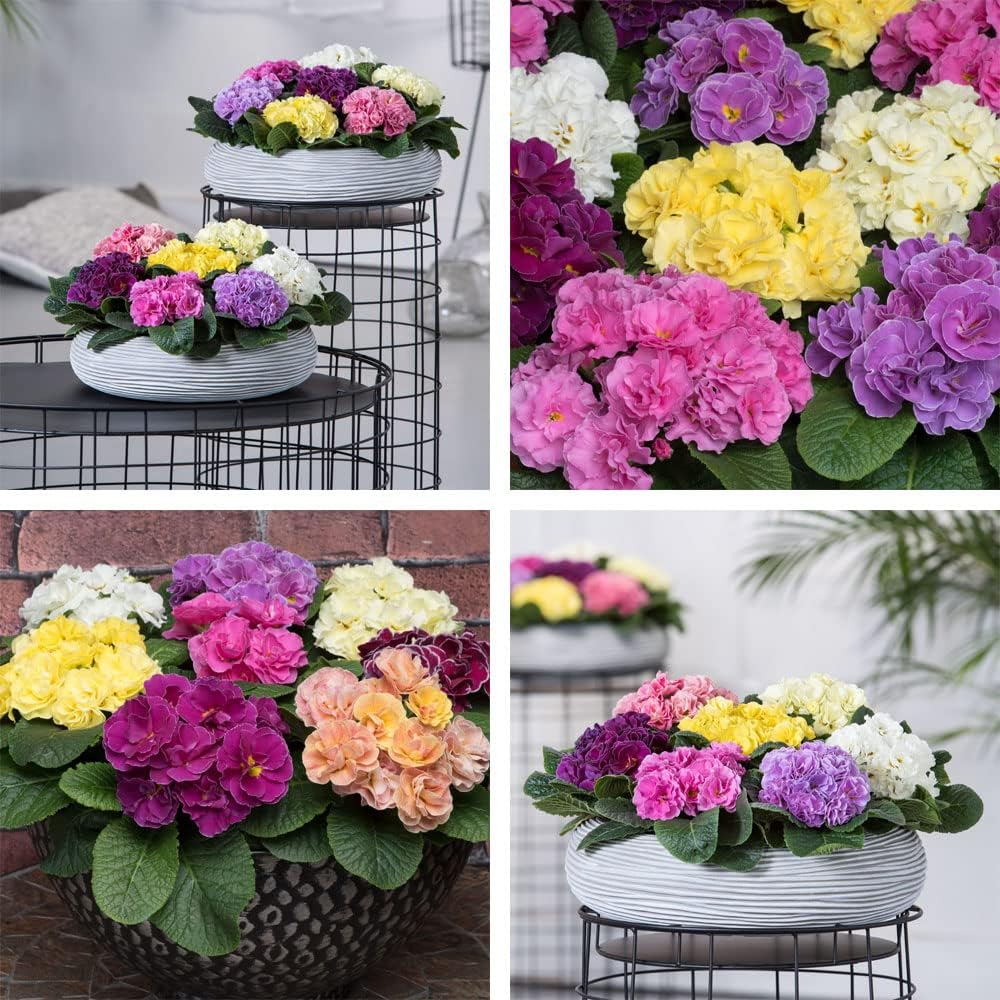 Primrose Garden Ready Plants 'Queen Mixed' Hardy Perennial Large Double ...