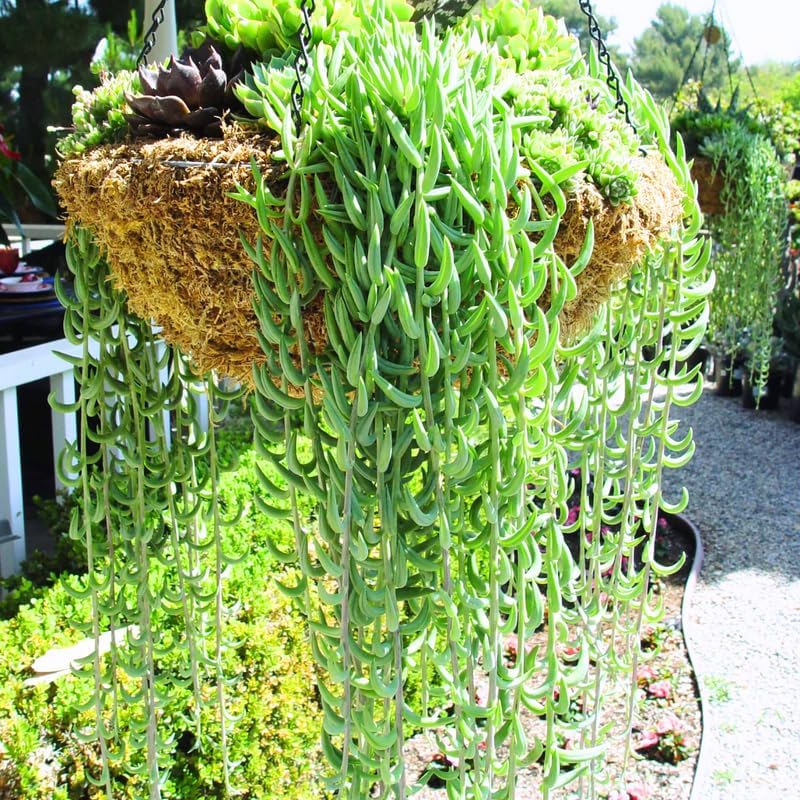 Amazon.com : String of Bananas Plant Live, String of Bananas Succulent ...