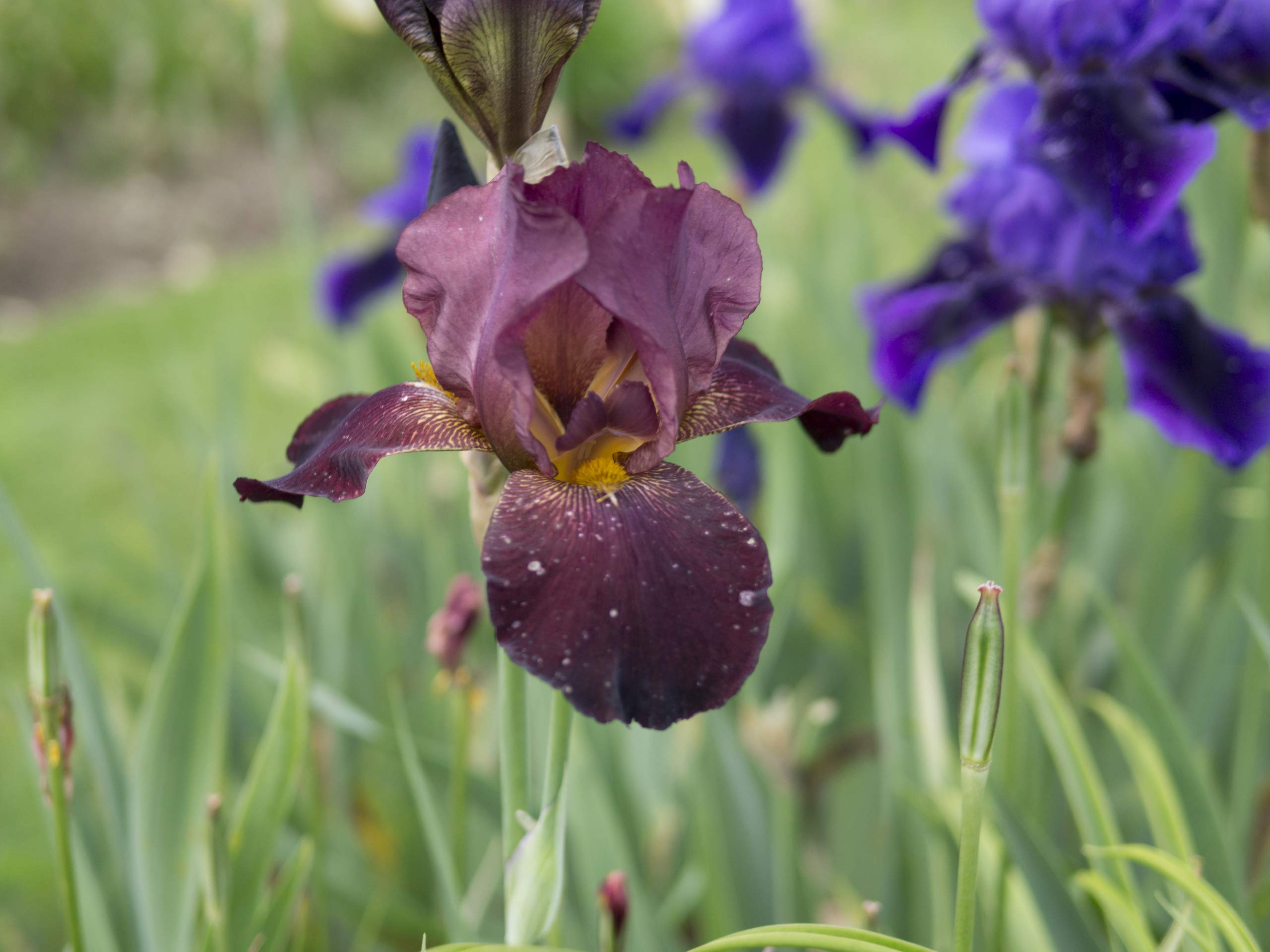 Watch Plant Odyssey - Season 1 | Prime Video