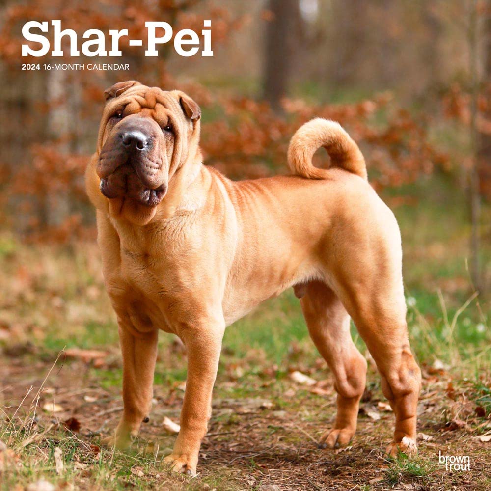 Shar Pei | 2024 12 x 24 Inch Monthly Square Wall Calendar | BrownTrout ...