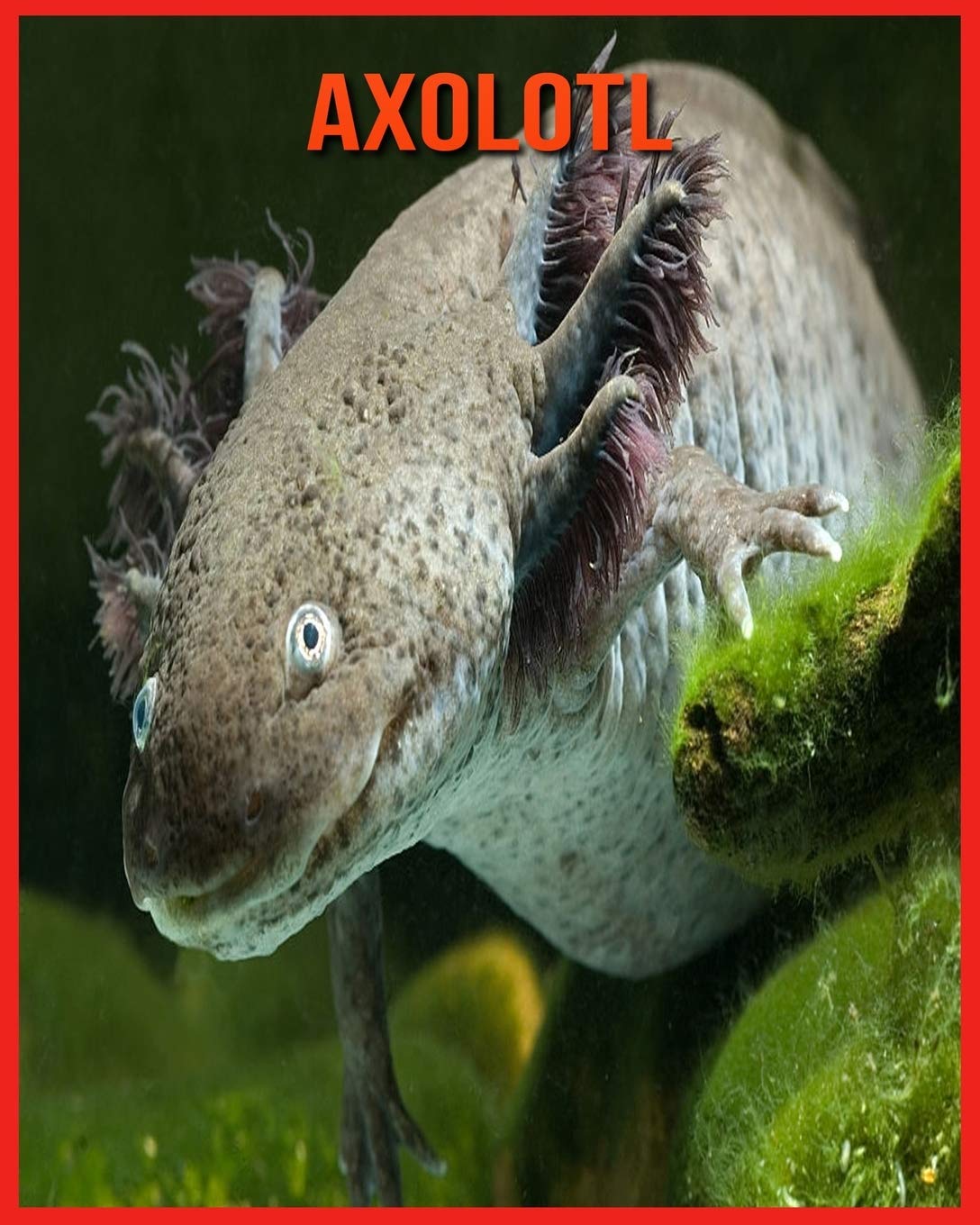 Buy Axolotl: Amazing Pictures & Fun Facts on Animals in Nature Online ...