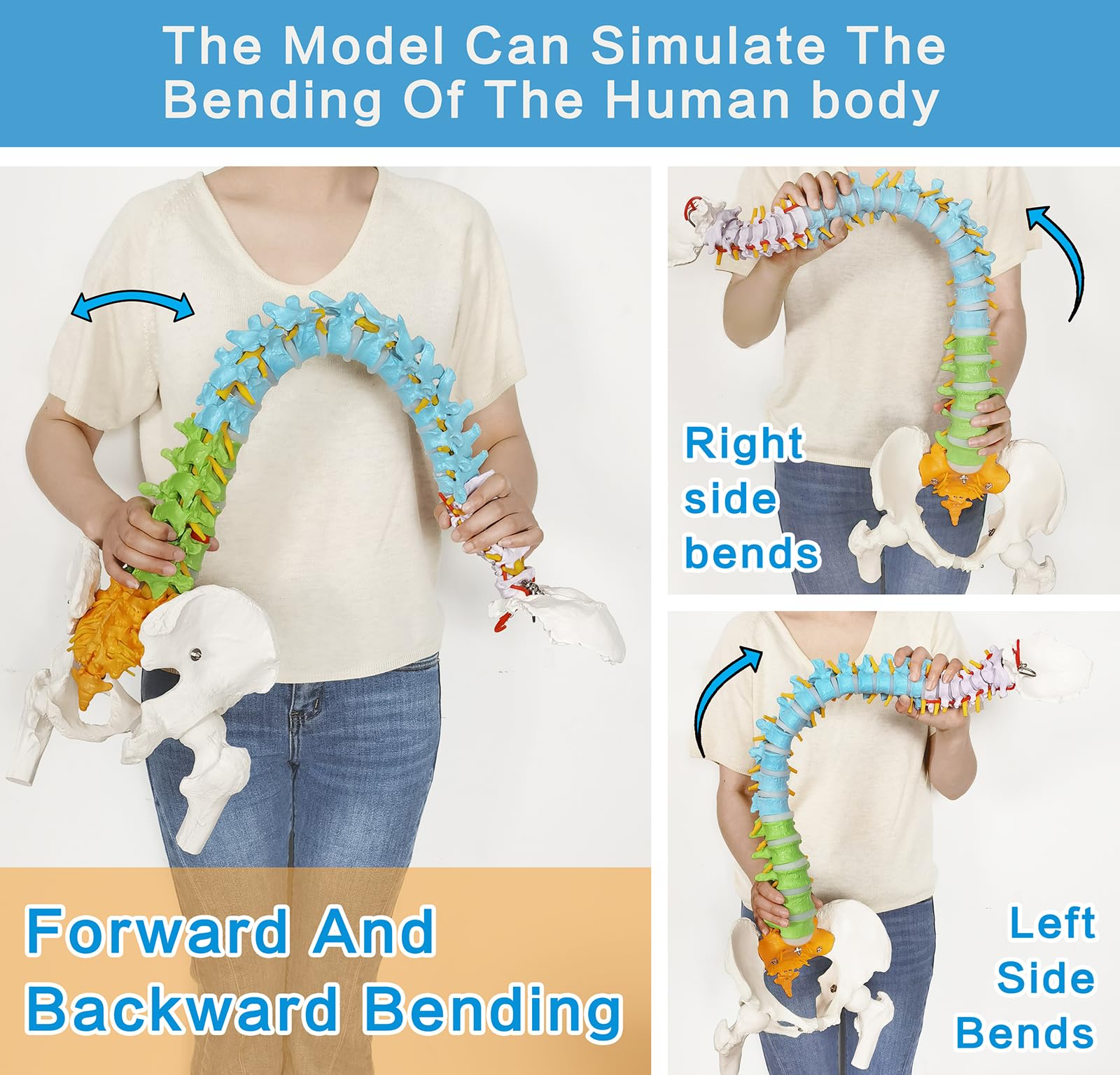Snapklik.com : EVOTECH Flexible Colored Human Spine Model For Anatomy ...