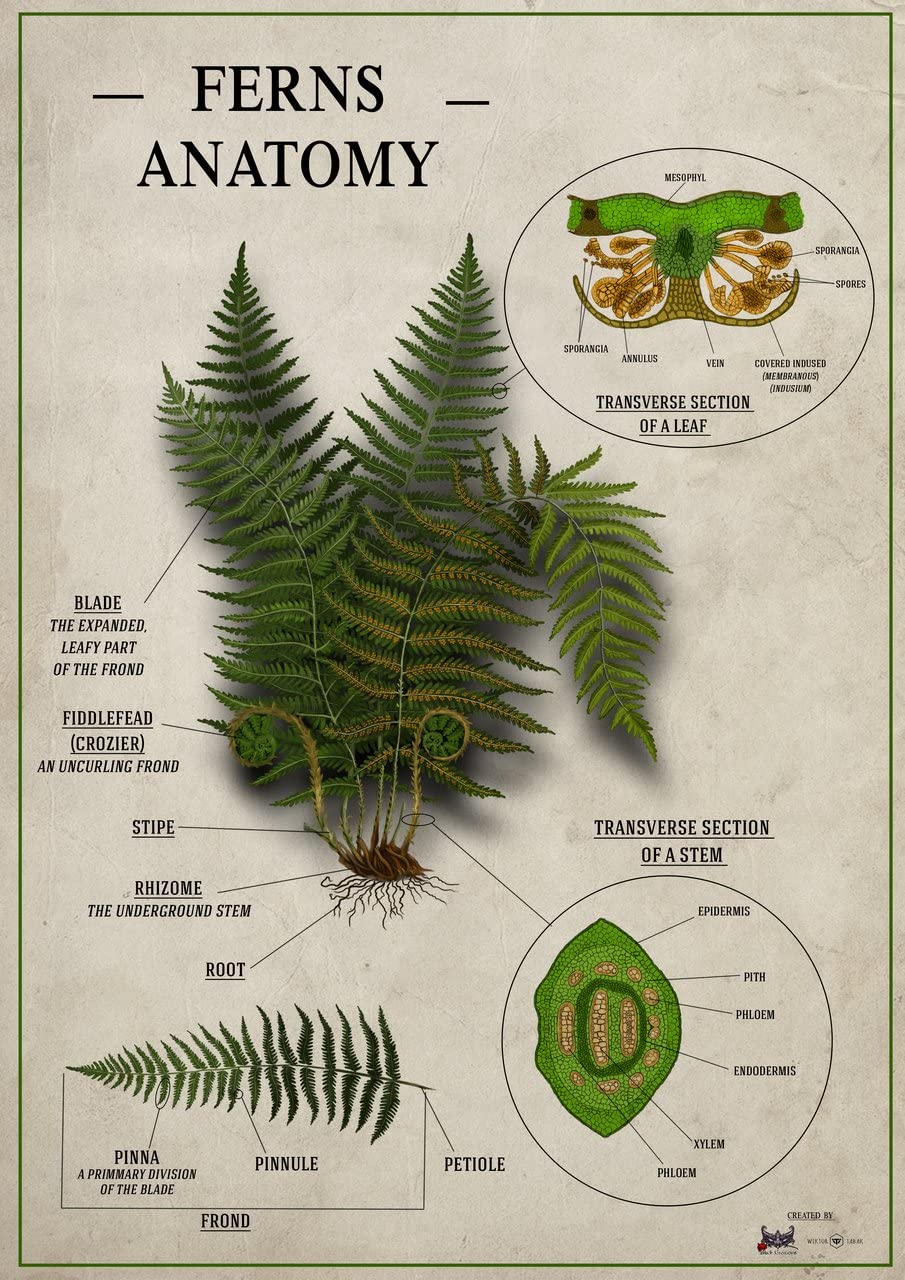 Ferns Diagram
