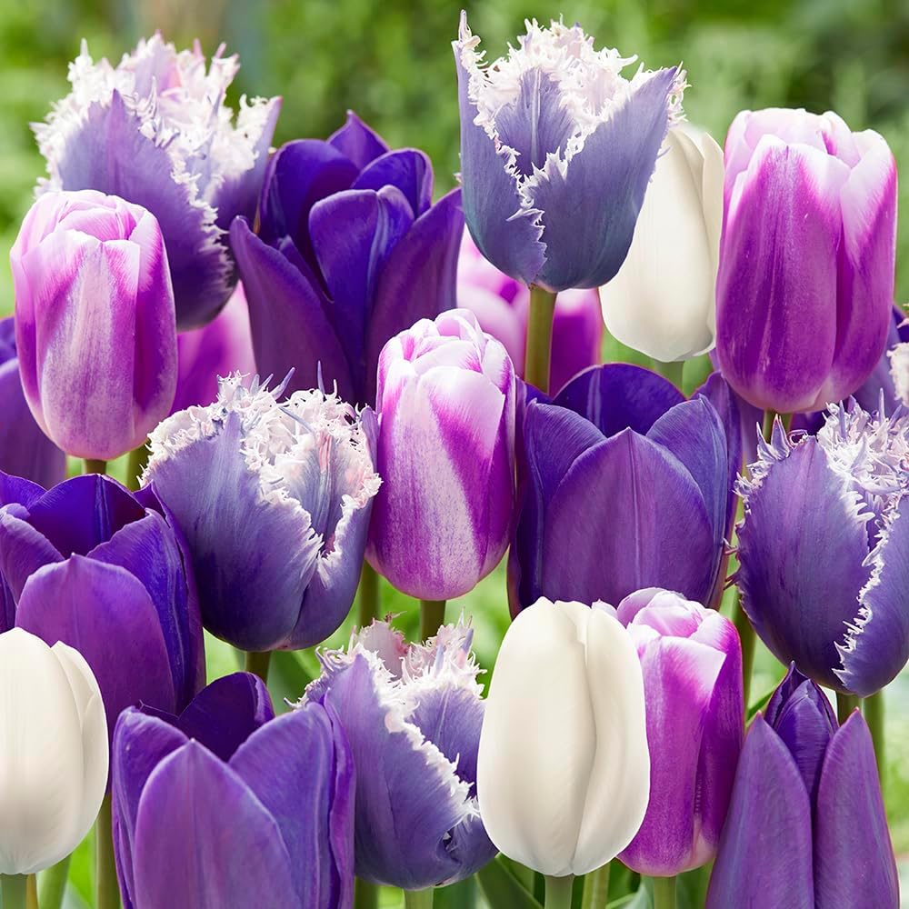 YouGarden 'Paradise Purple' Tulip Mix, Pack of 25 Bulbs, Early Spring ...