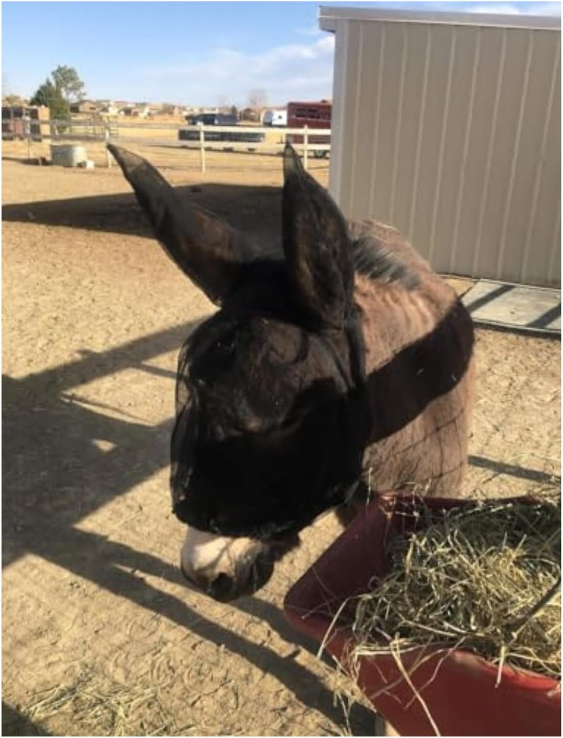 Amazon.com: Donkey Fly Mask with Long Ears Small Donkey (Purple) Made ...