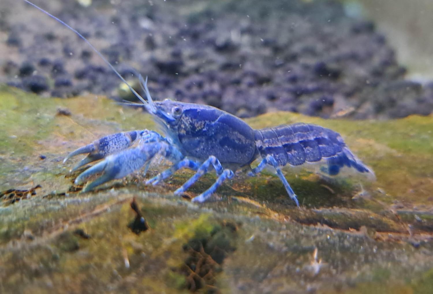 Amazon.com : Dwarf 'Blue' Crayfish - Cambarellus Diminitus (3 Crayfish ...