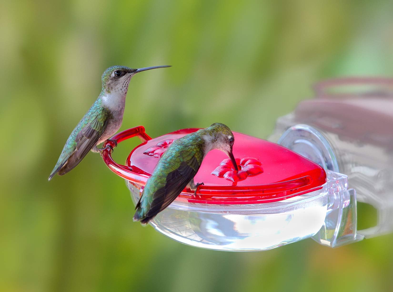 Amazon.com : Aspects "The Gem" Window Mount Hummingbird Feeder, 4 oz ...