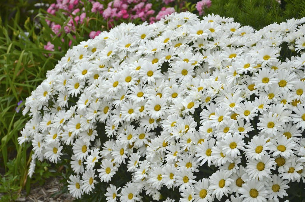 Amazon.com : Daisy May® Shasta Daisy Proven Winners Quart Pot Perennial ...