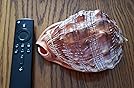 Amazon.com: PPCLION 6" Large Natural Conch Shells Orange Seashells ...