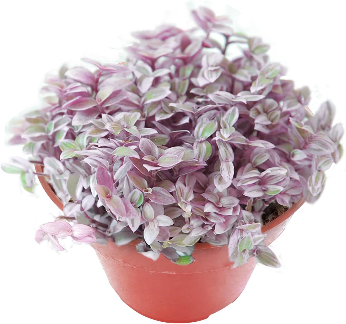 Amazon.com : Sprout N Green Rare Pink Succulent Callisia repens 'Pink ...
