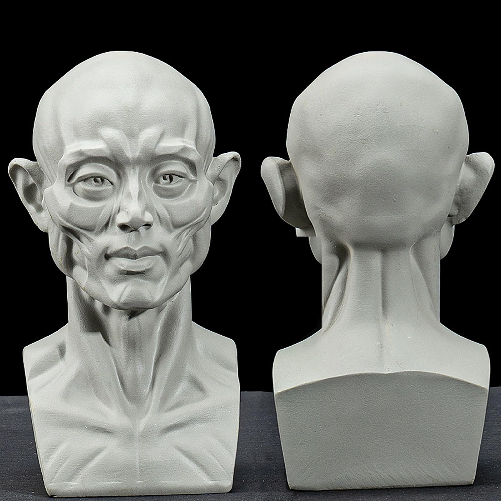 Manikin Head Generic Planar Head Model For Artists Learn Planes Of Face ...