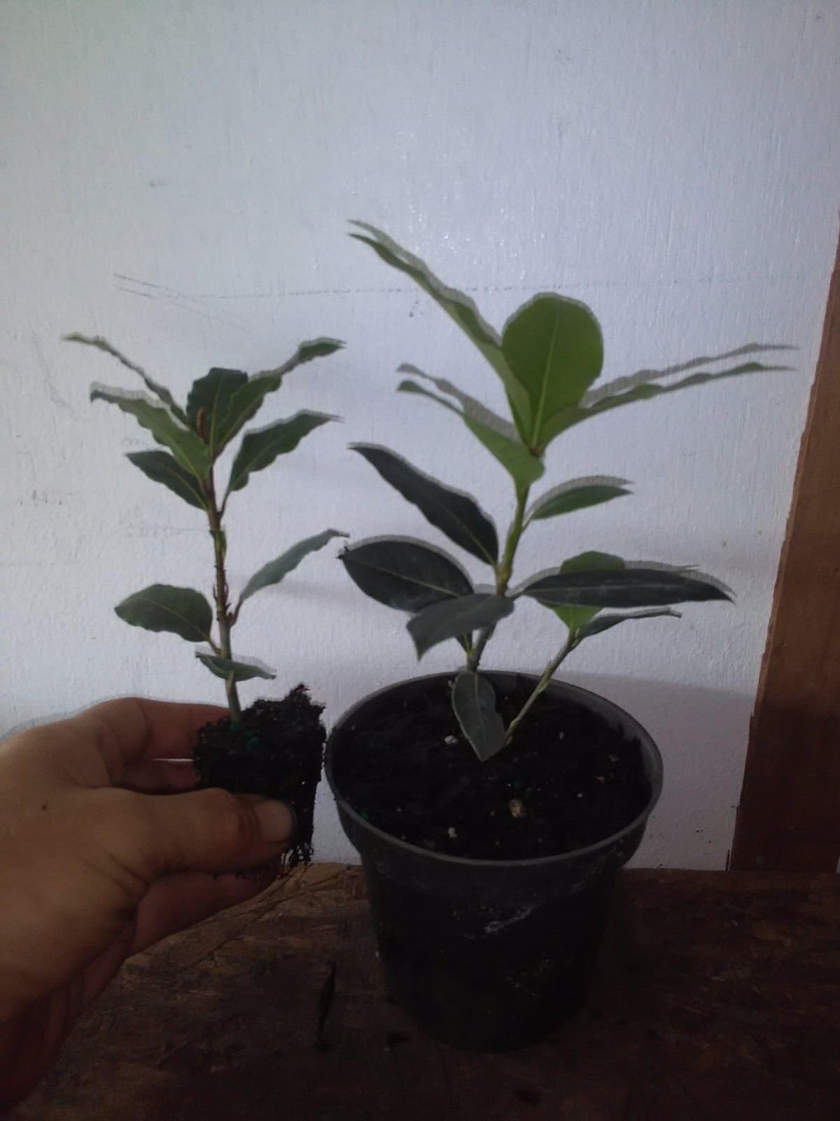 Amazon.com : No CA, Laurus Nobilis Tree Bay Leaf Plant, 2-3Ft Tree Bay ...