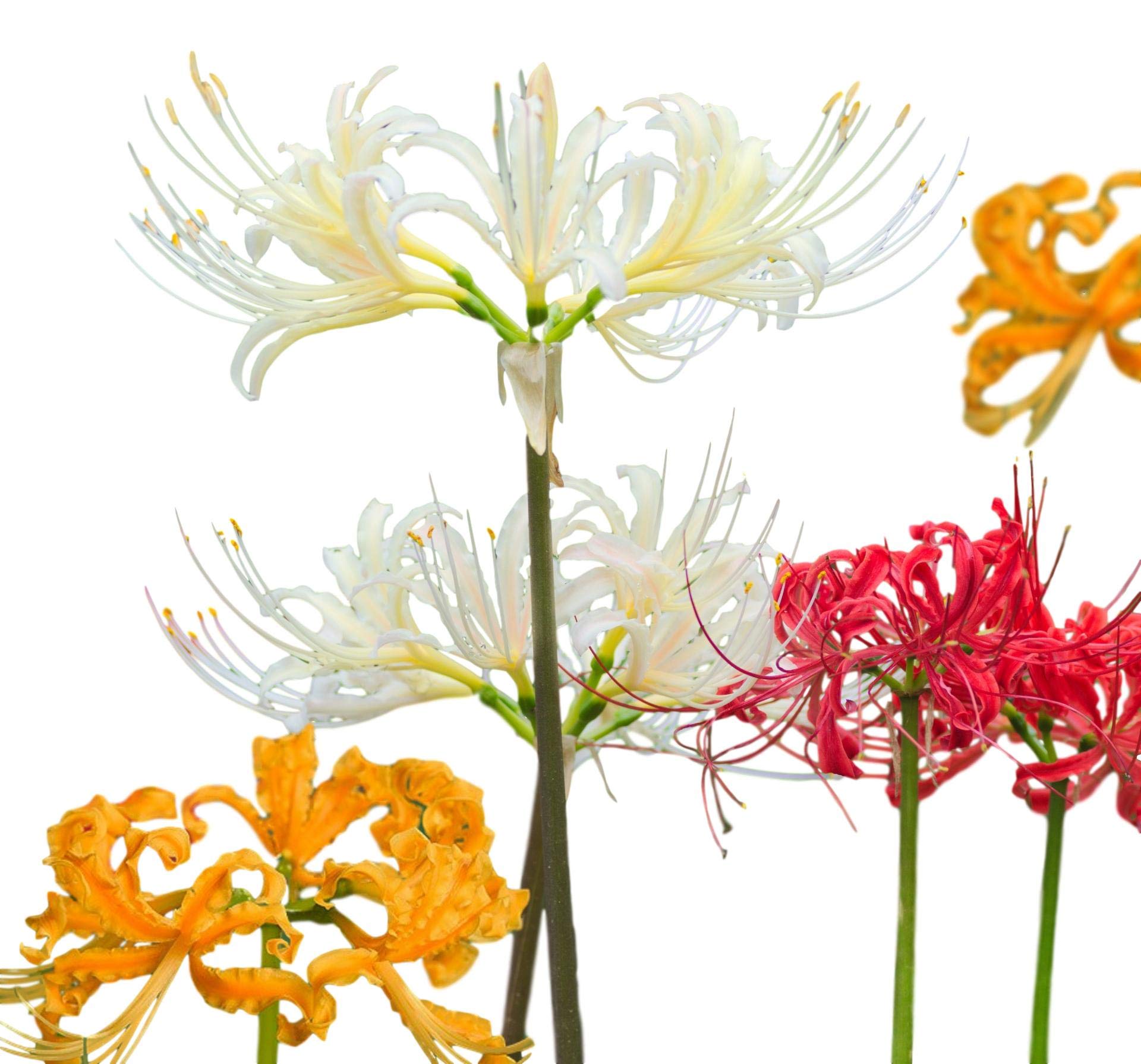 Easy To Grow Lycoris Magical Collection Spider Lily Plant Bulbs ...