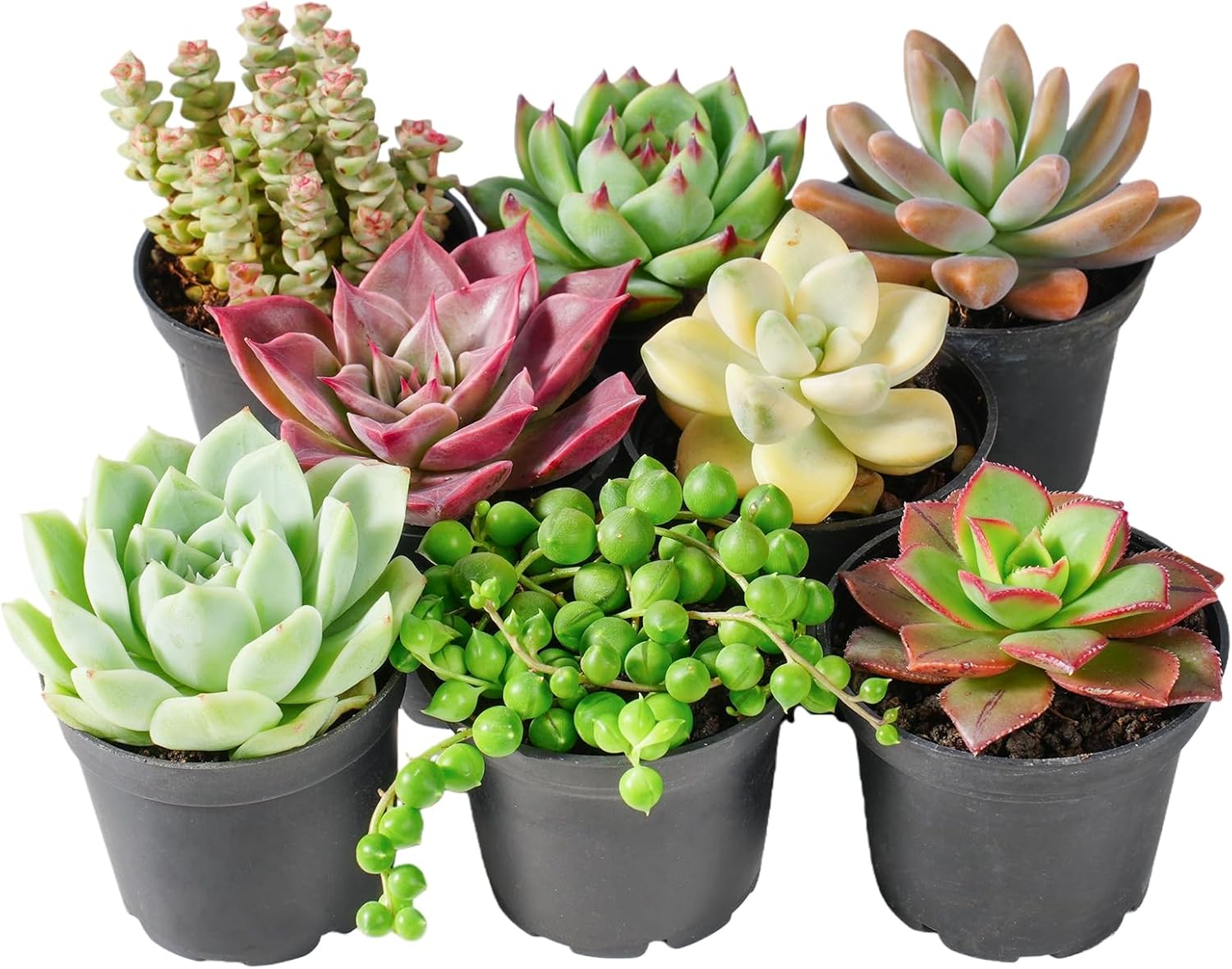 Amazon.com : Sprout N Green Live Succulent Plants, 8 Pack Assorted Real ...