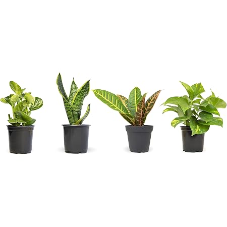 Amazon.com : Easy to Grow Houseplants (6 Pack), Live House Plants in ...