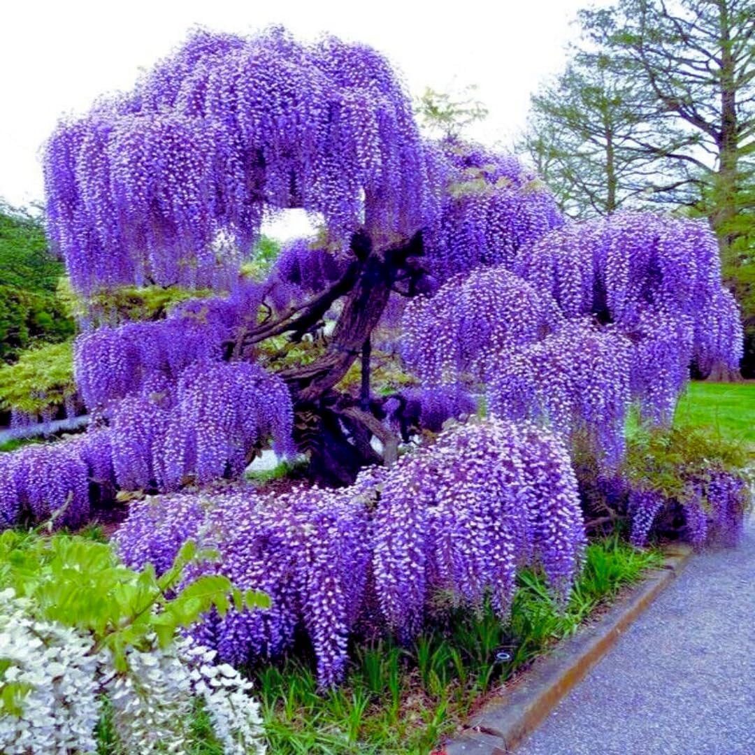 Amazon.com : Spectacular Blue Moon Wisteria Tree Plant 8-11" Tall ...