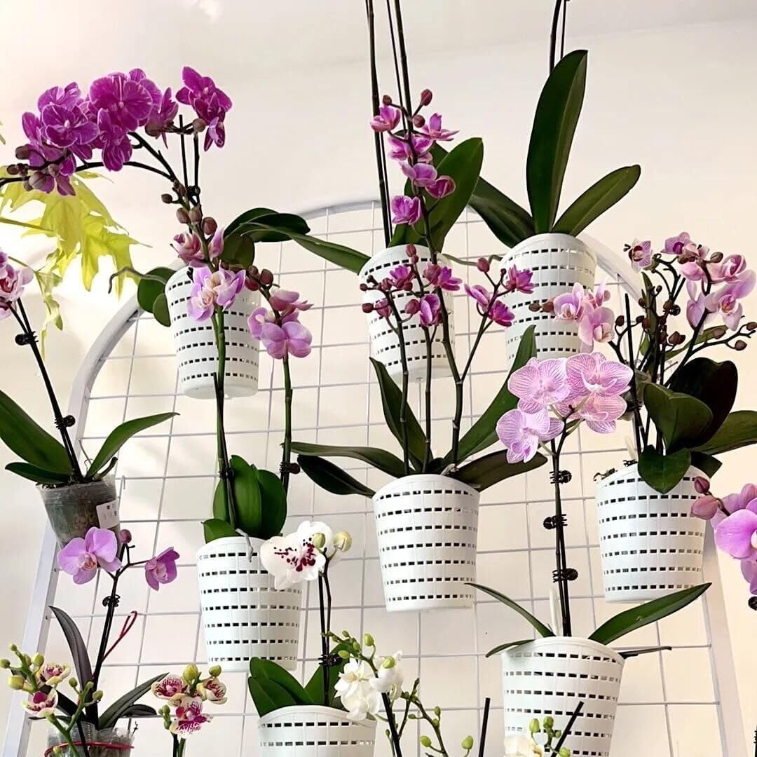 Amazon.com: RISEON 6 PCS Plastic Orchid Pots with Holes-Small Orchid ...