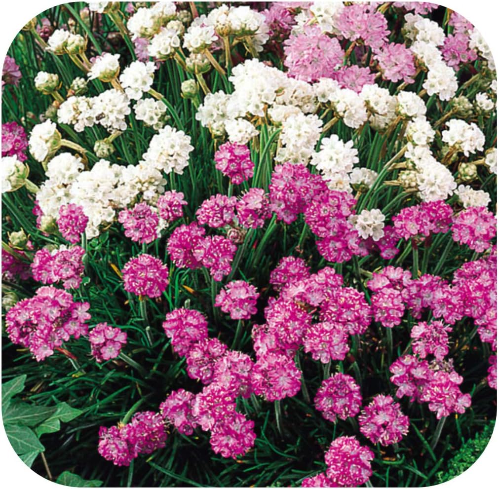 12 x Armeria Maritima 'Morning Star' Pink and White Mix Plug Plants ...