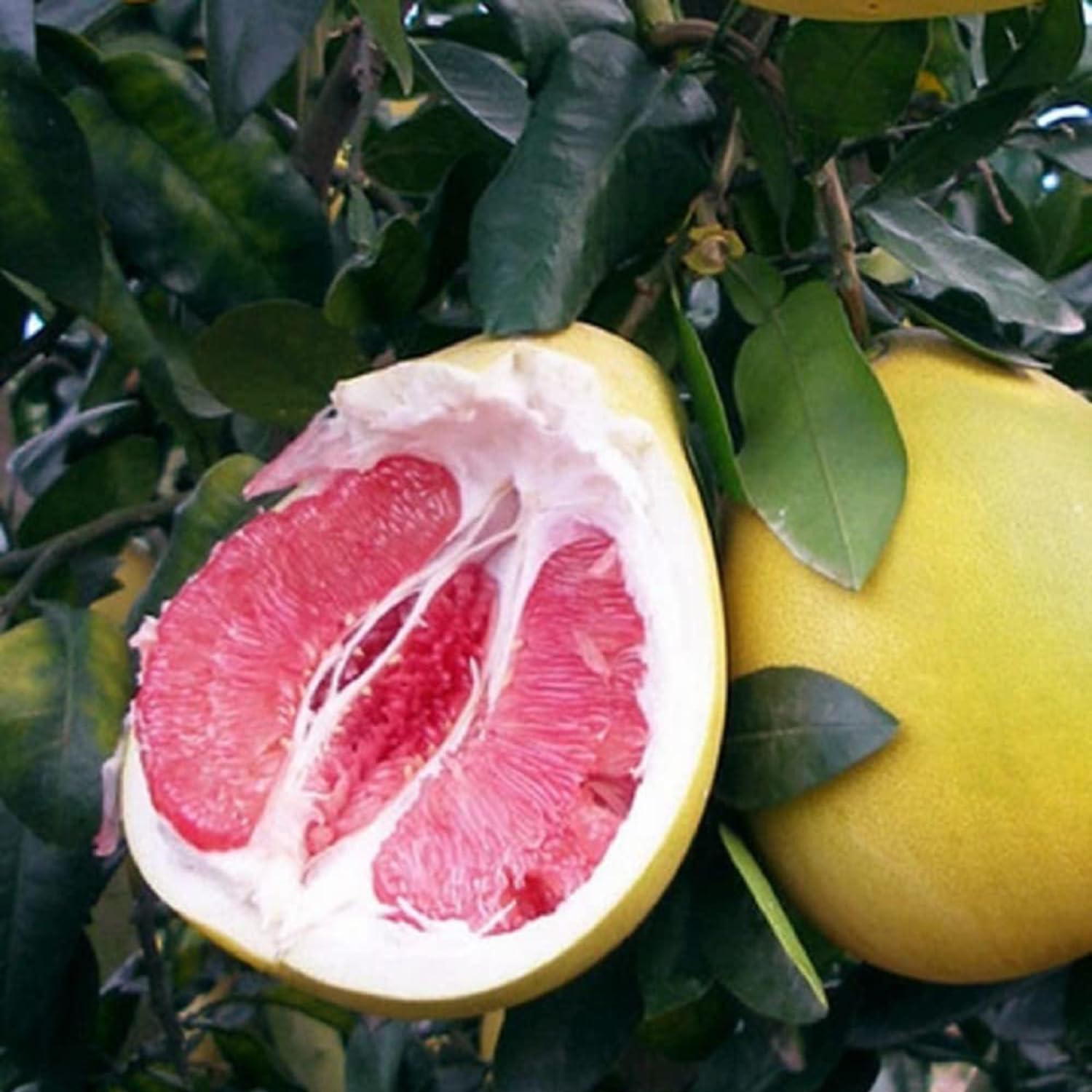 IXORA Pomelo Seedless Grapefruit Jambura Gaint Chakotra Batabi Lebu ...