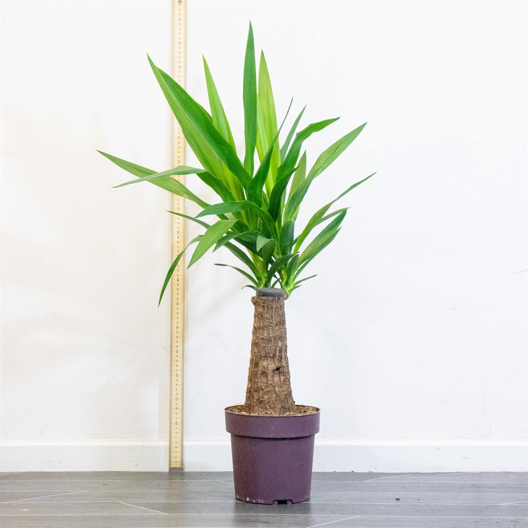Yucca Guatemalensis Maya Tree Photo Custers Plants