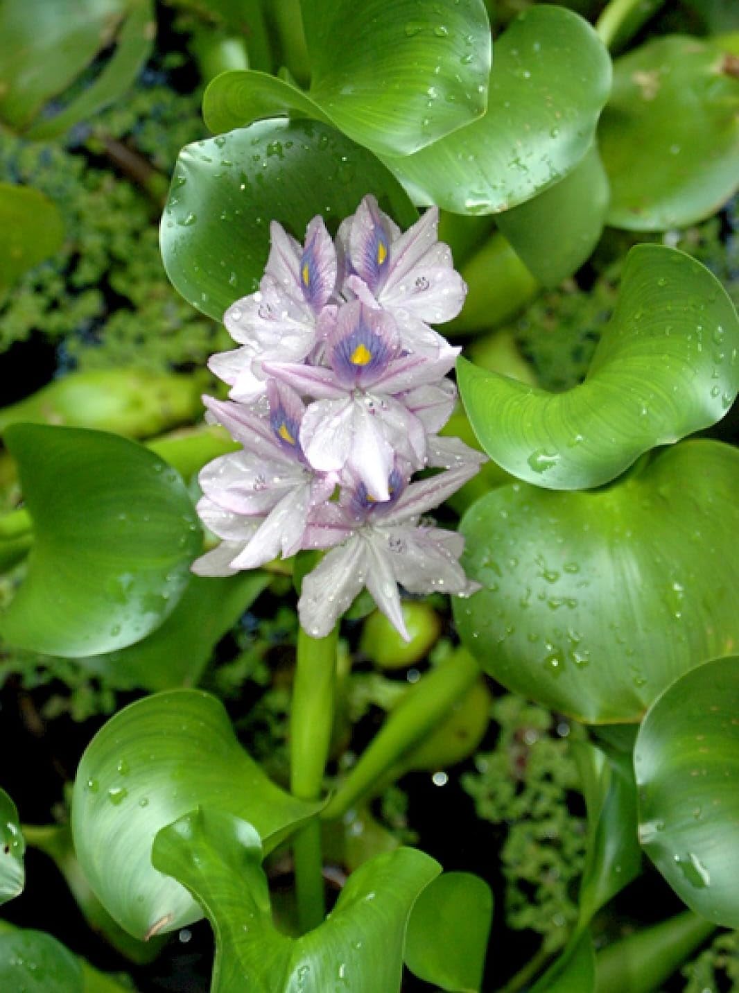 MITU Water Hyacinth Flower Plants Pack Of 5 Water Hyacinth - Kulavazha ...
