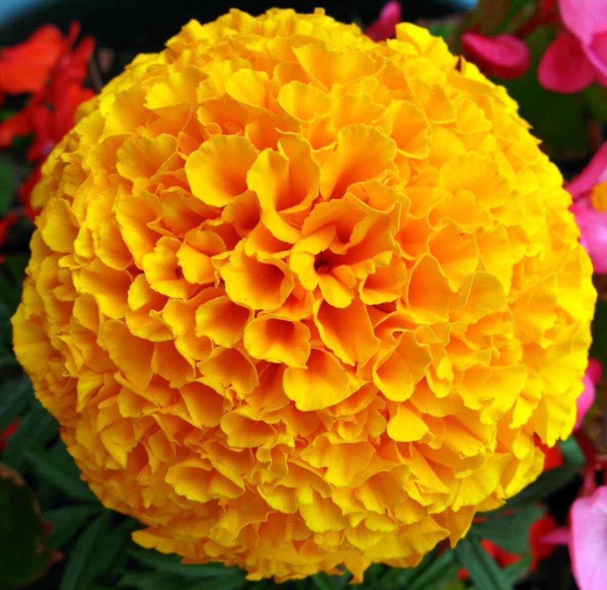Amazon.com : Double Yellow Marigolds - My Secret Gardens : Patio, Lawn ...