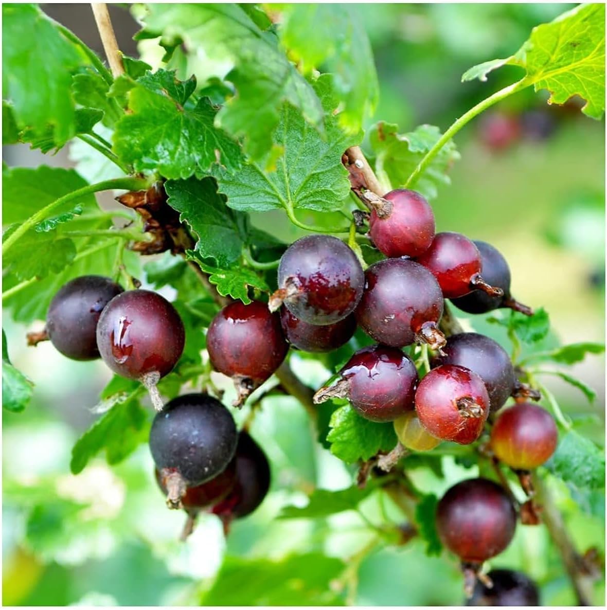 1 Jostaberry Ribes uva Crispa, Self-Fertile, Multistemmed Well Branched ...