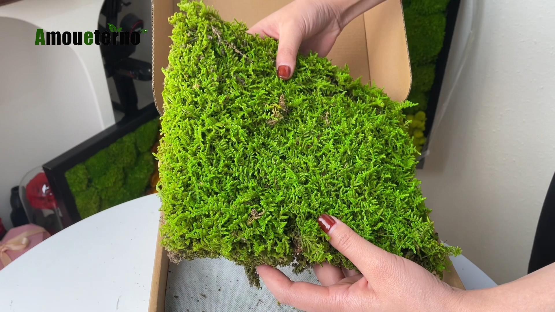 Watch preserved sheet moss details on Amazon Live