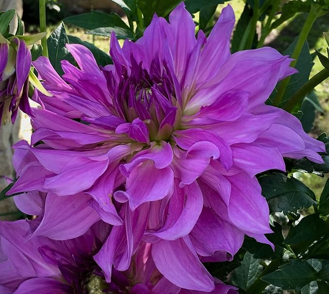 Amazon.com : Giant Flowering Lavender Ruffles Dinnerplate Dahlia Root ...